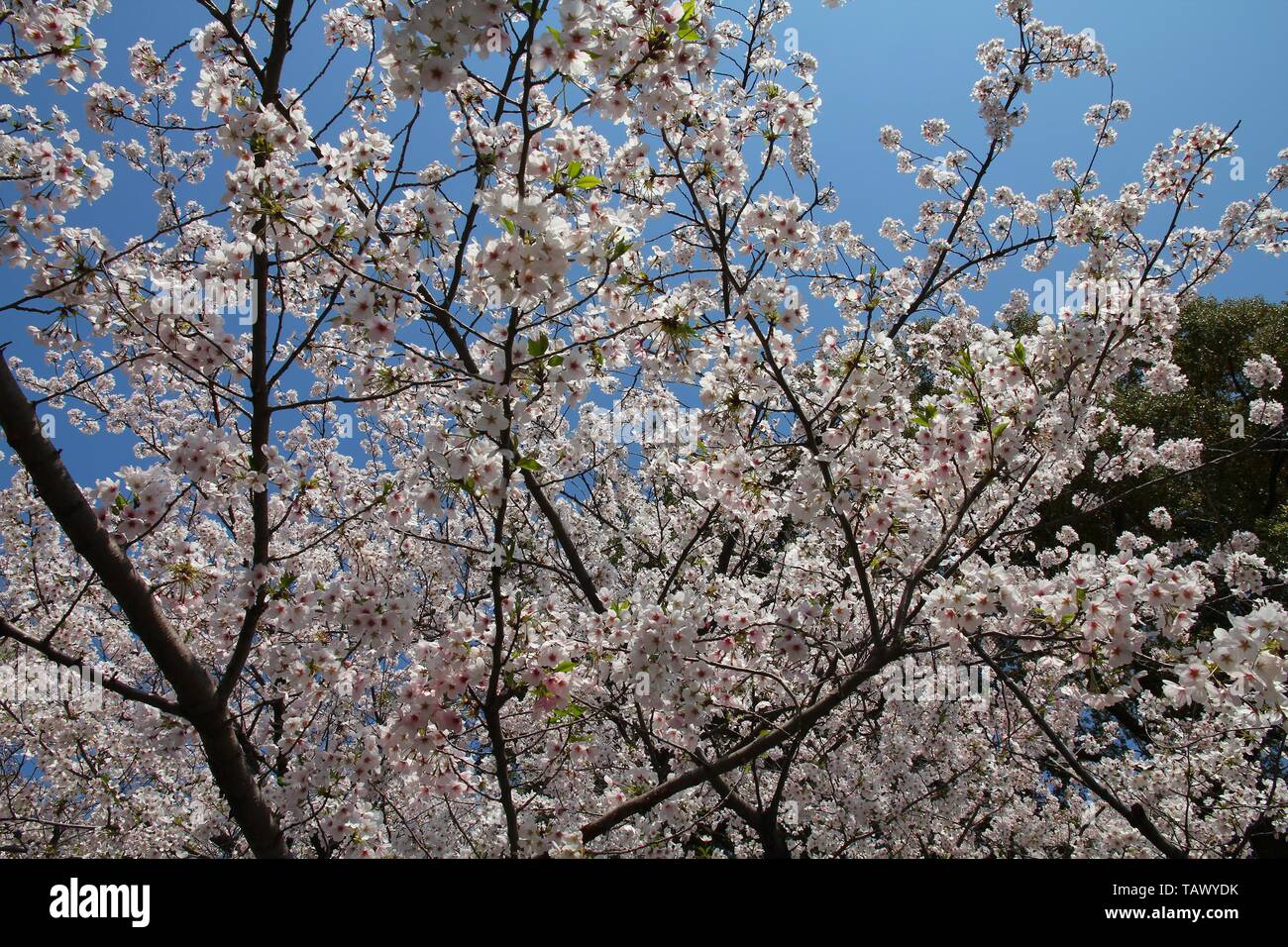 Cherry blossoms in Tokyo, Japan. White flowers on cherry trees (sakura ...