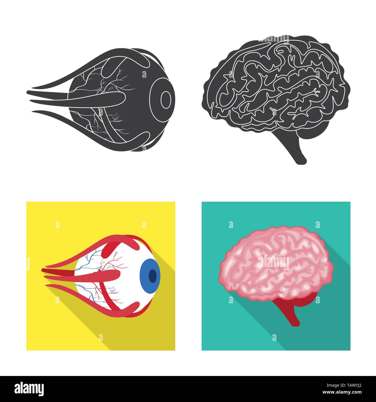 eyeball,brain,eye,mind,cornea,intelligence,layers,science,structure ...