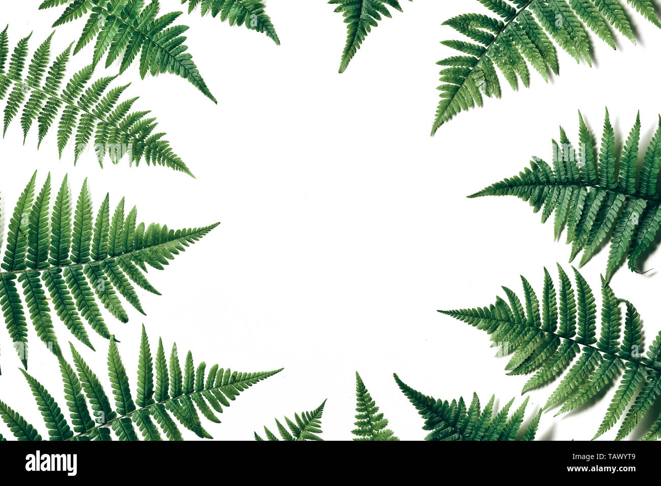 Top view of green tropical fern leaves on white background. Flat lay ...