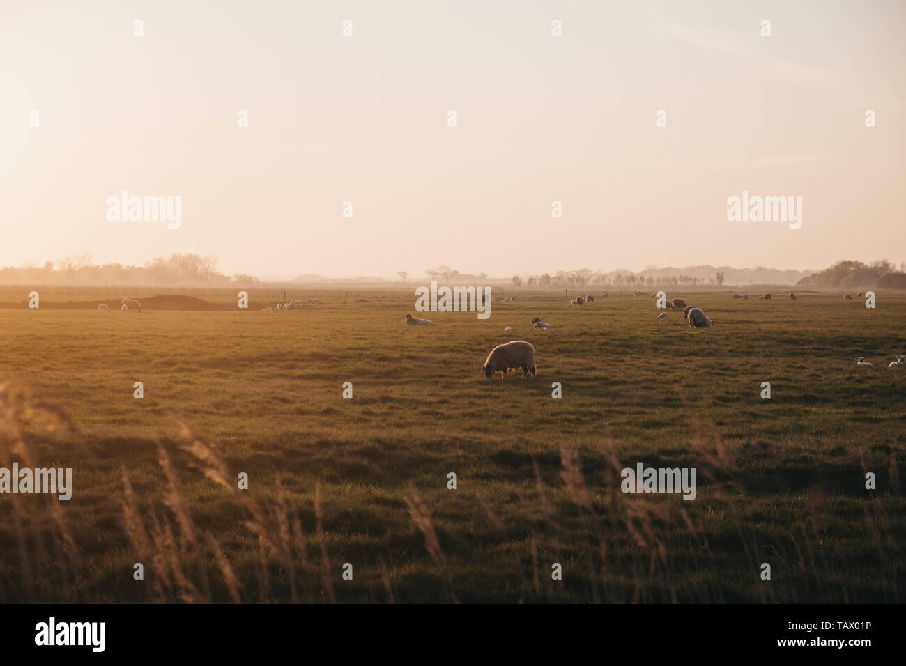 View of farm animals in the distance in an open field during sunset in ...