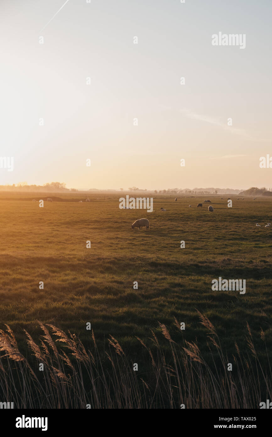 View of farm animals in the distance in an open field during sunset in ...