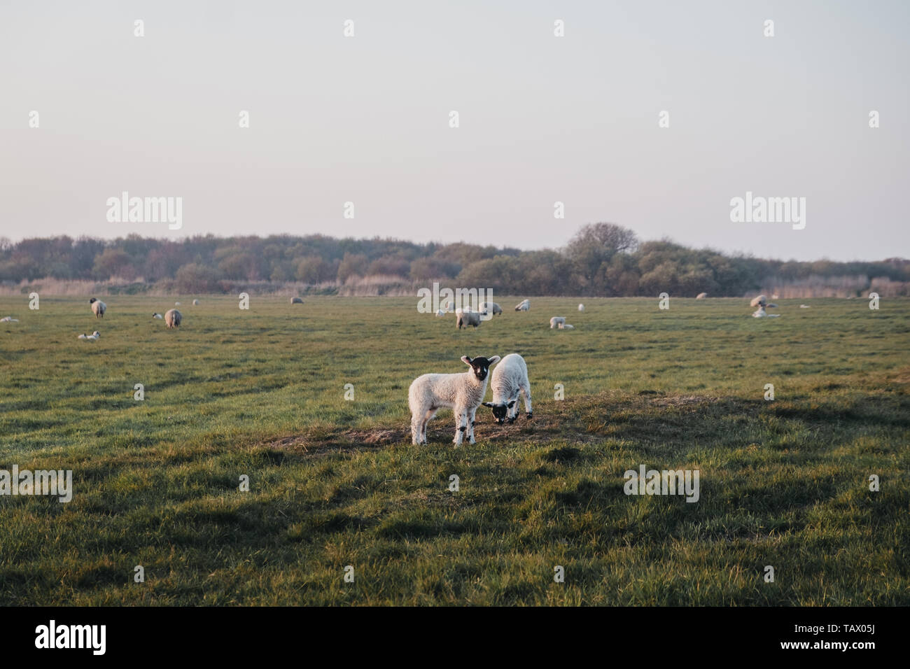 View of farm animals in the distance in an open field during blue hour ...