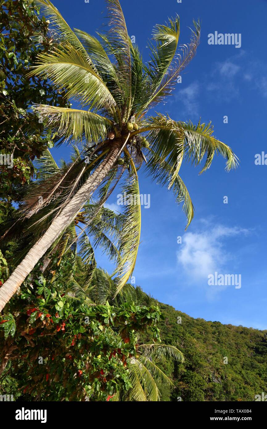 Palm tree of Palawan. Natural landscape in Philippines Stock Photo - Alamy