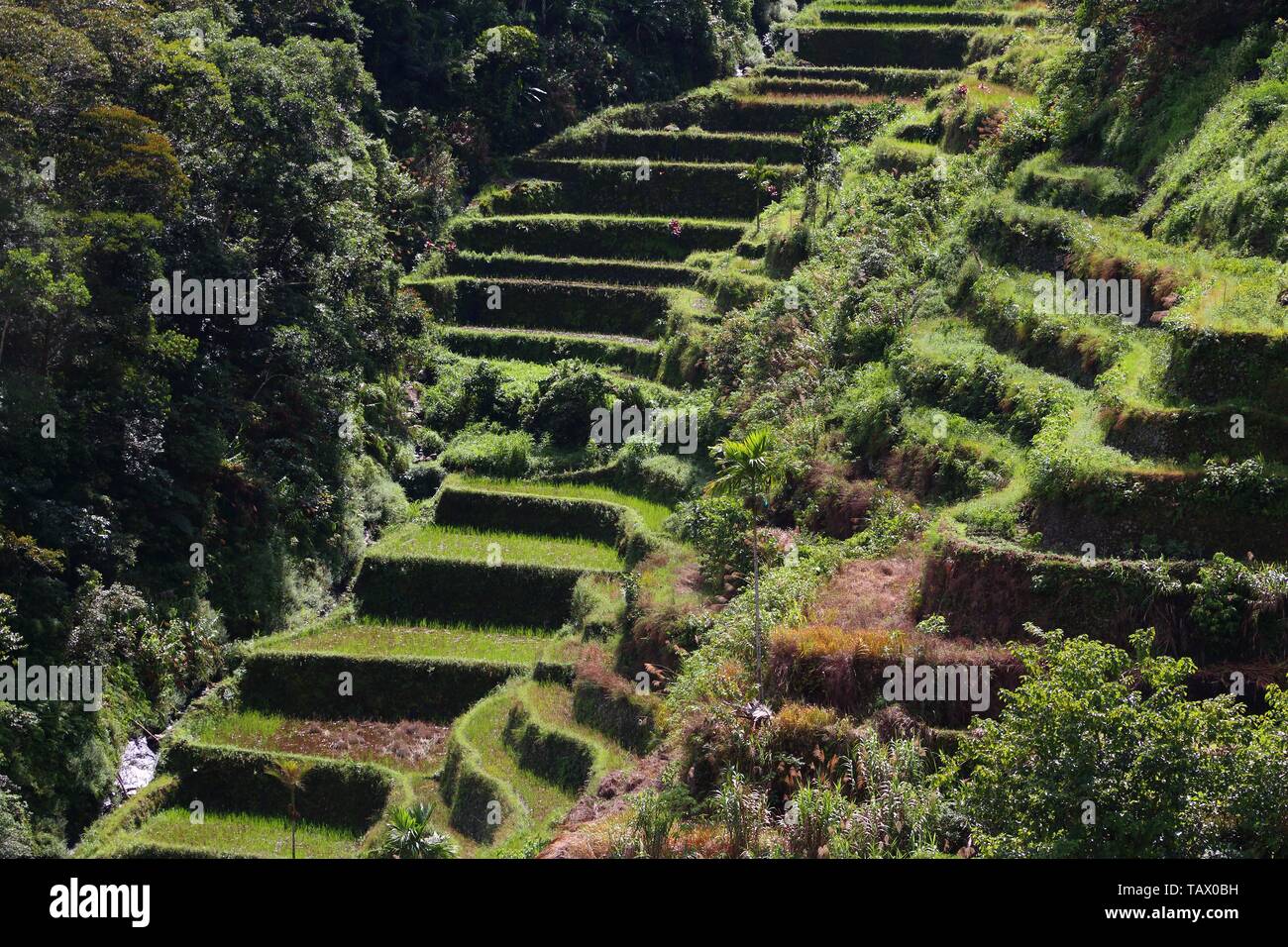 Philippines rice terraces - rice cultivation in Batad village (Banaue ...