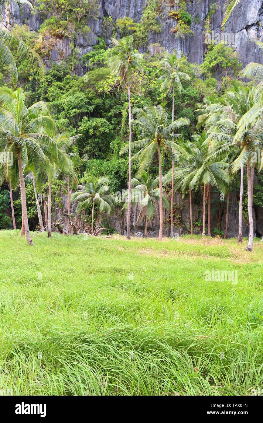 Philippines nature - Palawan island hopping tour view of Pinagbuyutan ...