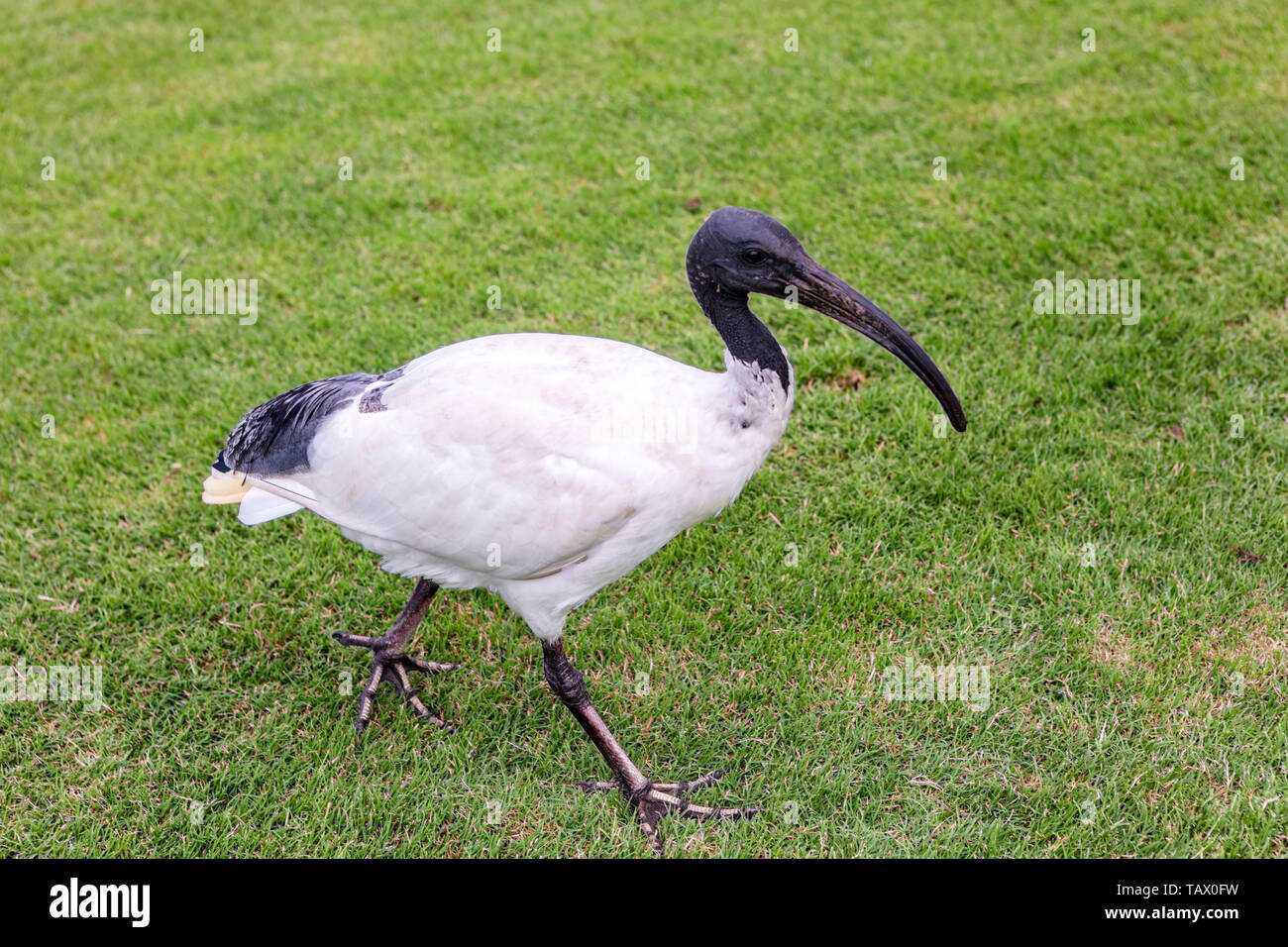 White Australian Ibis is quite at home in parks and public areas of the ...