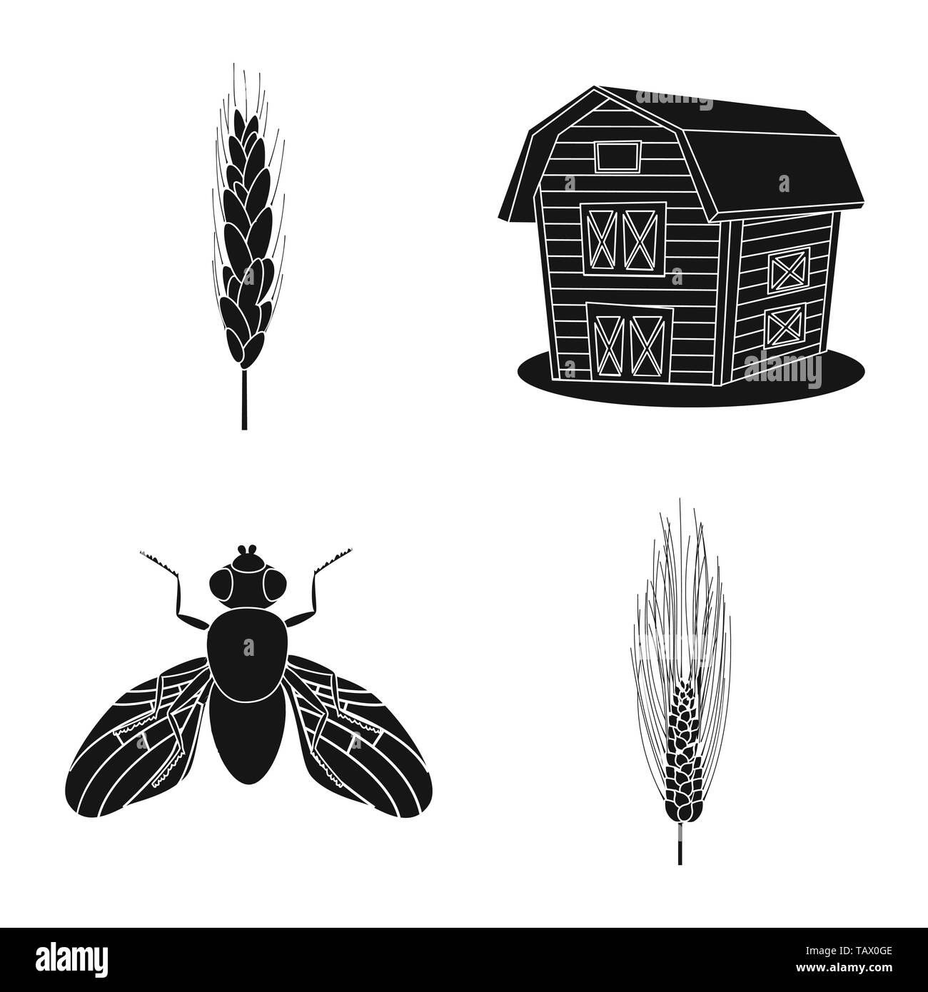 Vector illustration of rye and plant sign. Set of rye and corn vector ...
