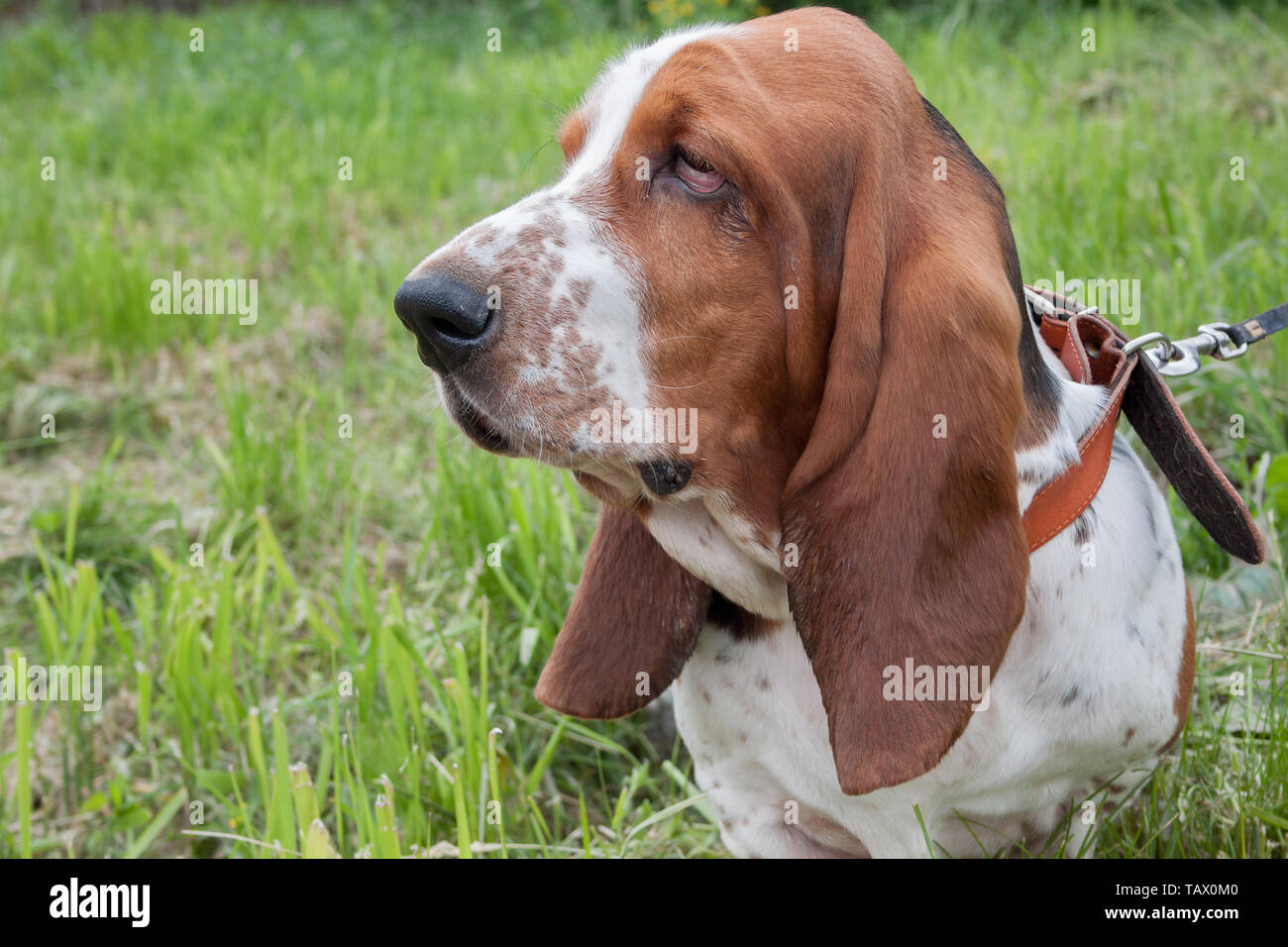 Cute basset hound close up. Purebred dog. Pet animals Stock Photo - Alamy