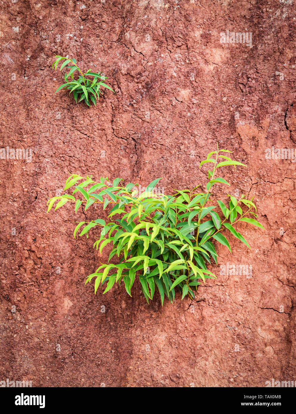 Young green plant tree growing on soil wall in nature red dirt ground ...