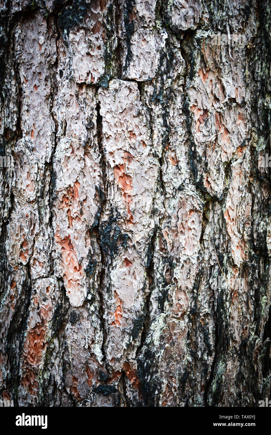 Pine tree texture background of bark pine with after wildfire burn in ...