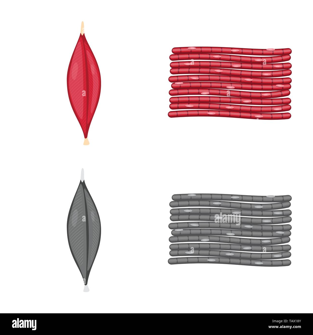 Isolated object of fiber and muscular icon. Collection of fiber and ...