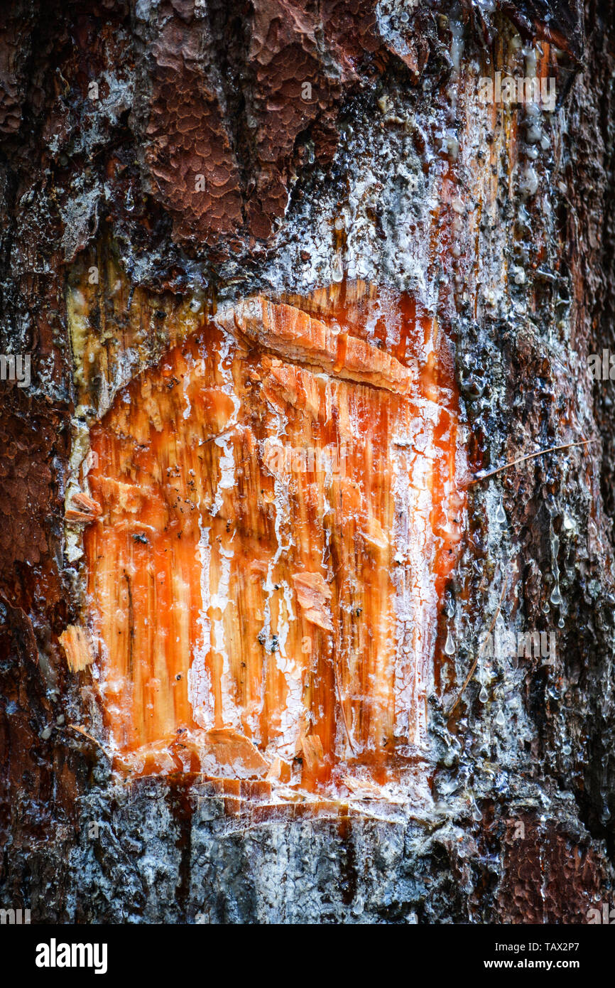 Amber pine resin natural / extraction turpentine form trunk and bark ...