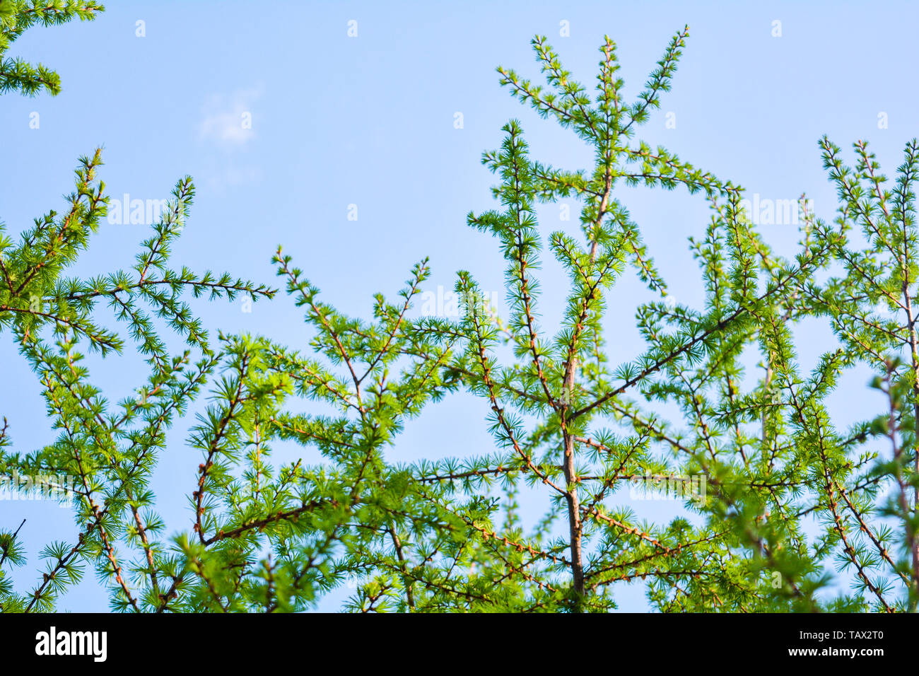 Bright green fluffy branches of larch tree Larix decidua Pendula on ...