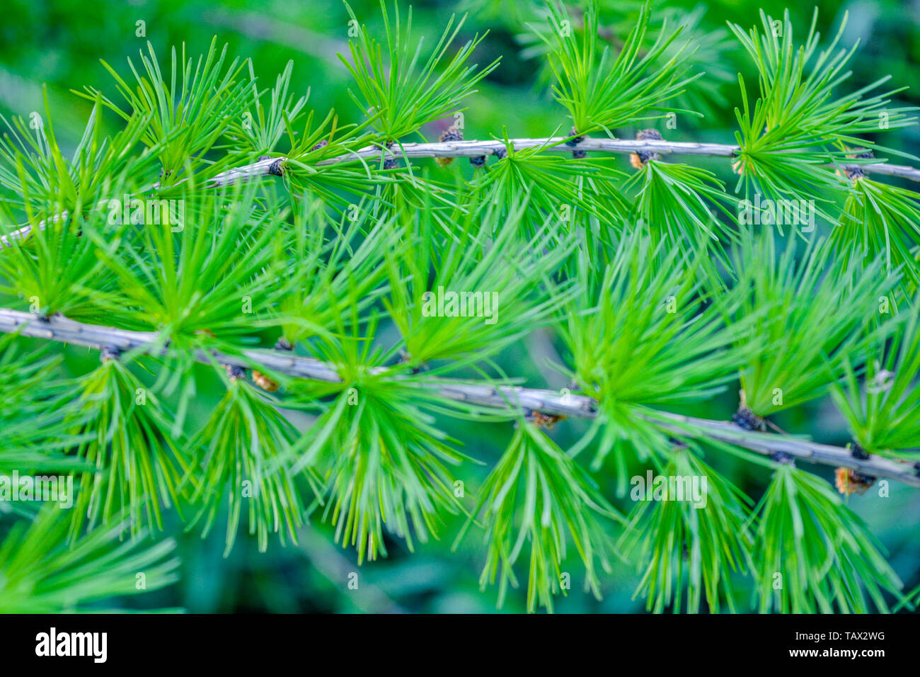 Bright green fluffy branches of larch tree Larix decidua Pendula in ...