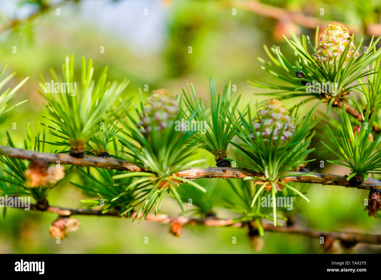 Bright green fluffy branches of larch tree Larix decidua Pendula in ...