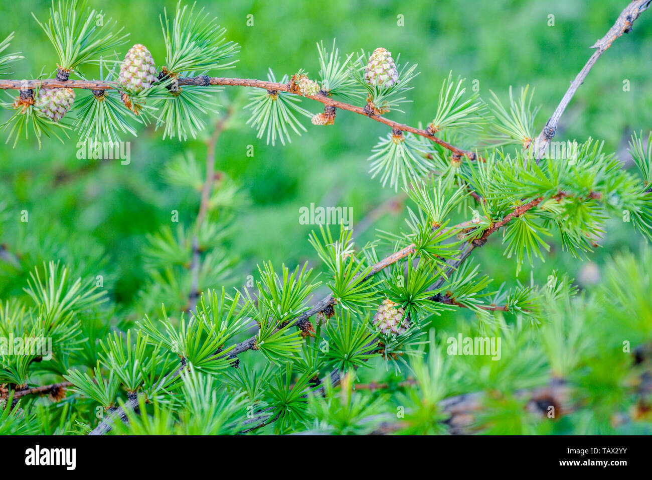 Bright green fluffy branches of larch tree Larix decidua Pendula in ...