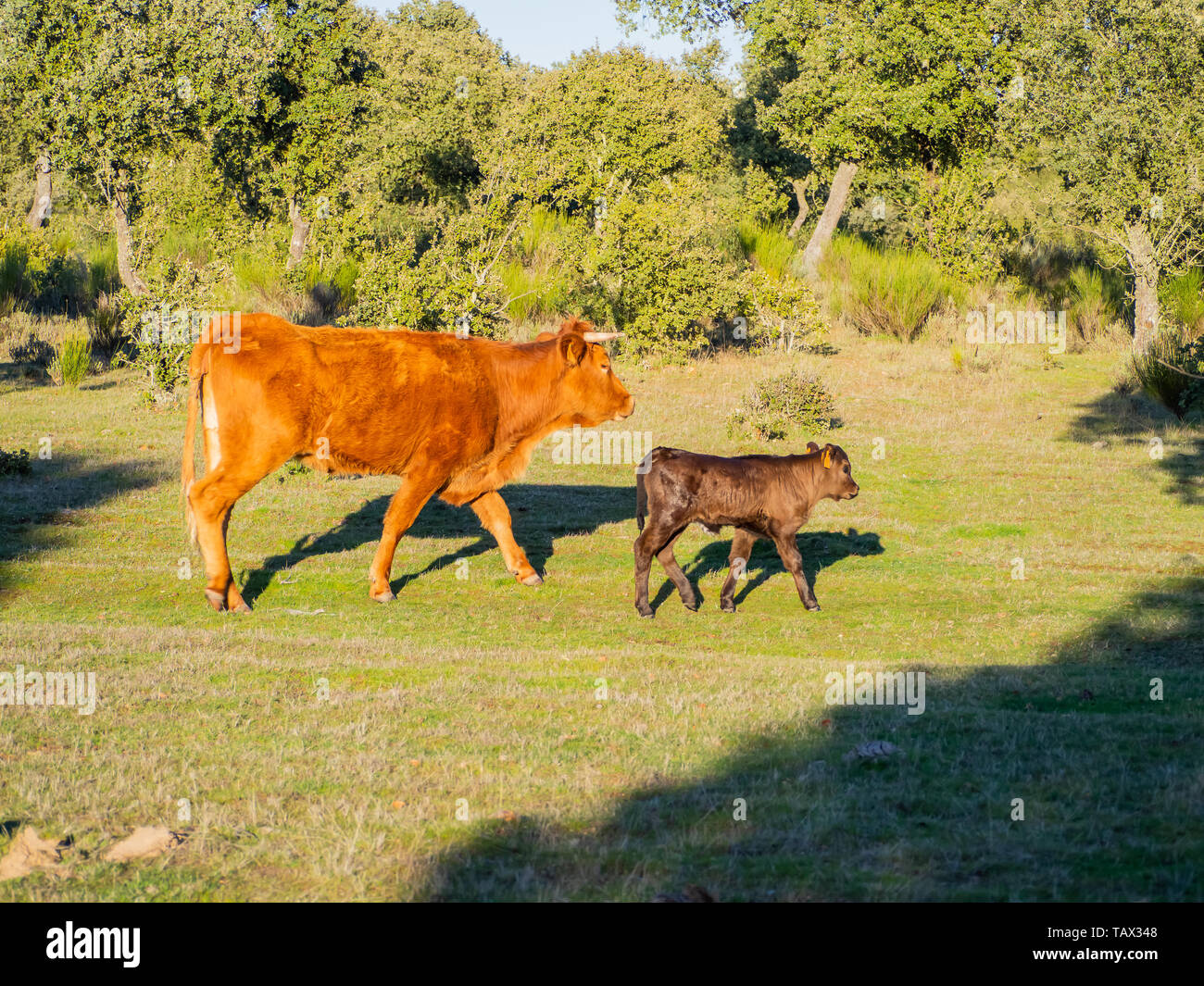 A herd of cows grazing in the dehesa in Salamanca (Spain). Concept of ...