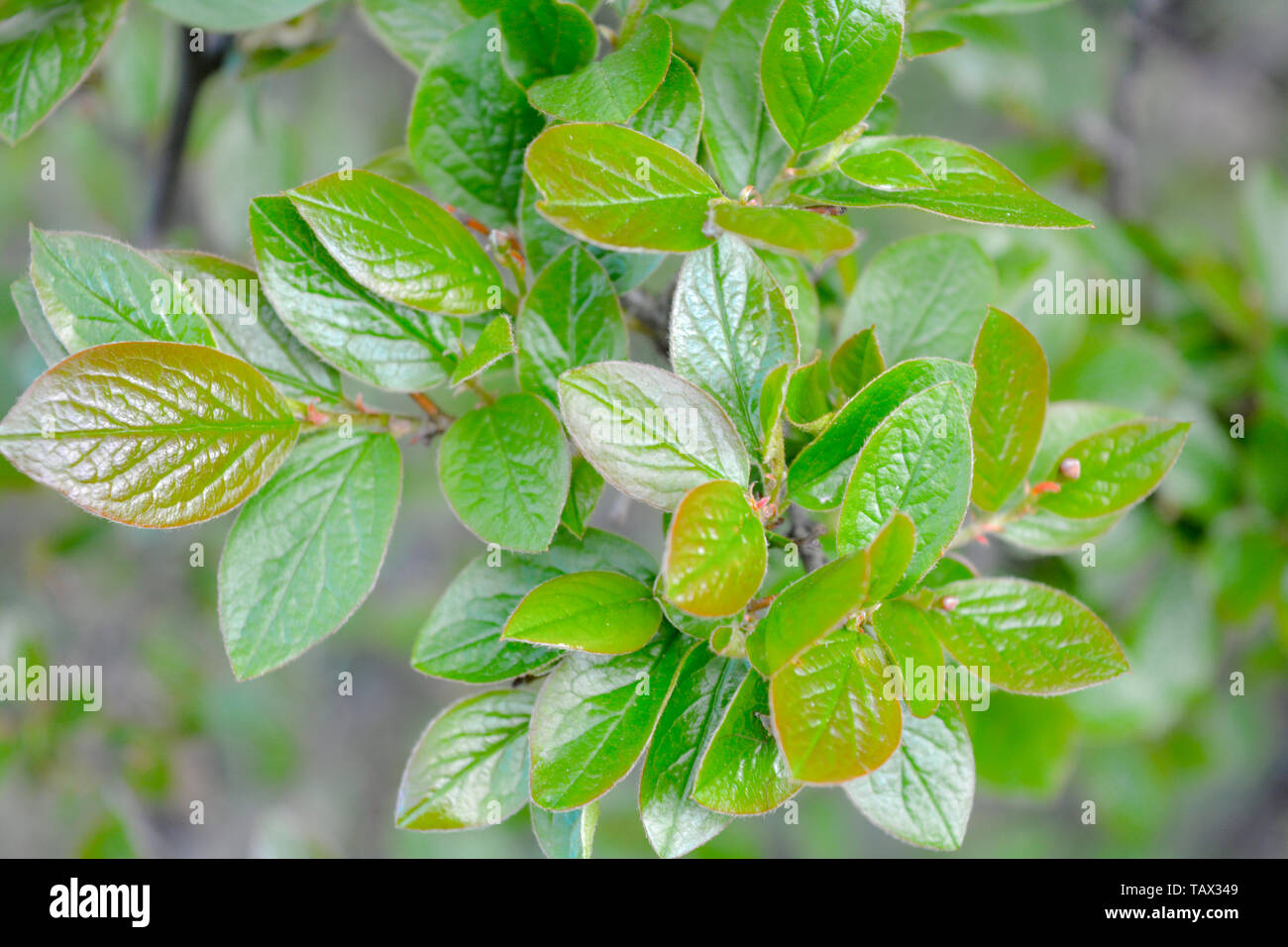 Nature in springtime with young leaves on bush branches. Spring bush ...