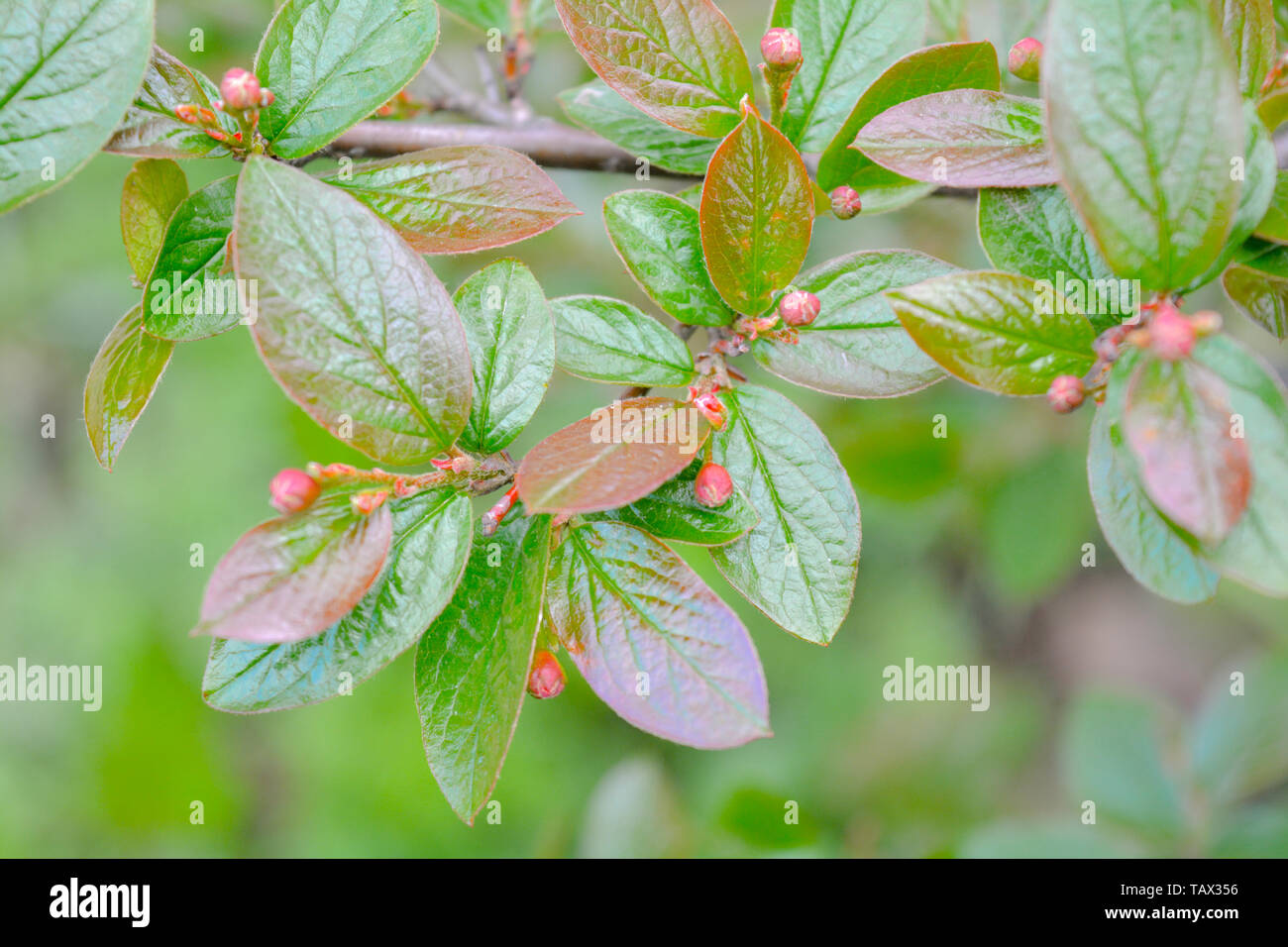 Nature in springtime with young leaves on bush branches. Spring bush ...