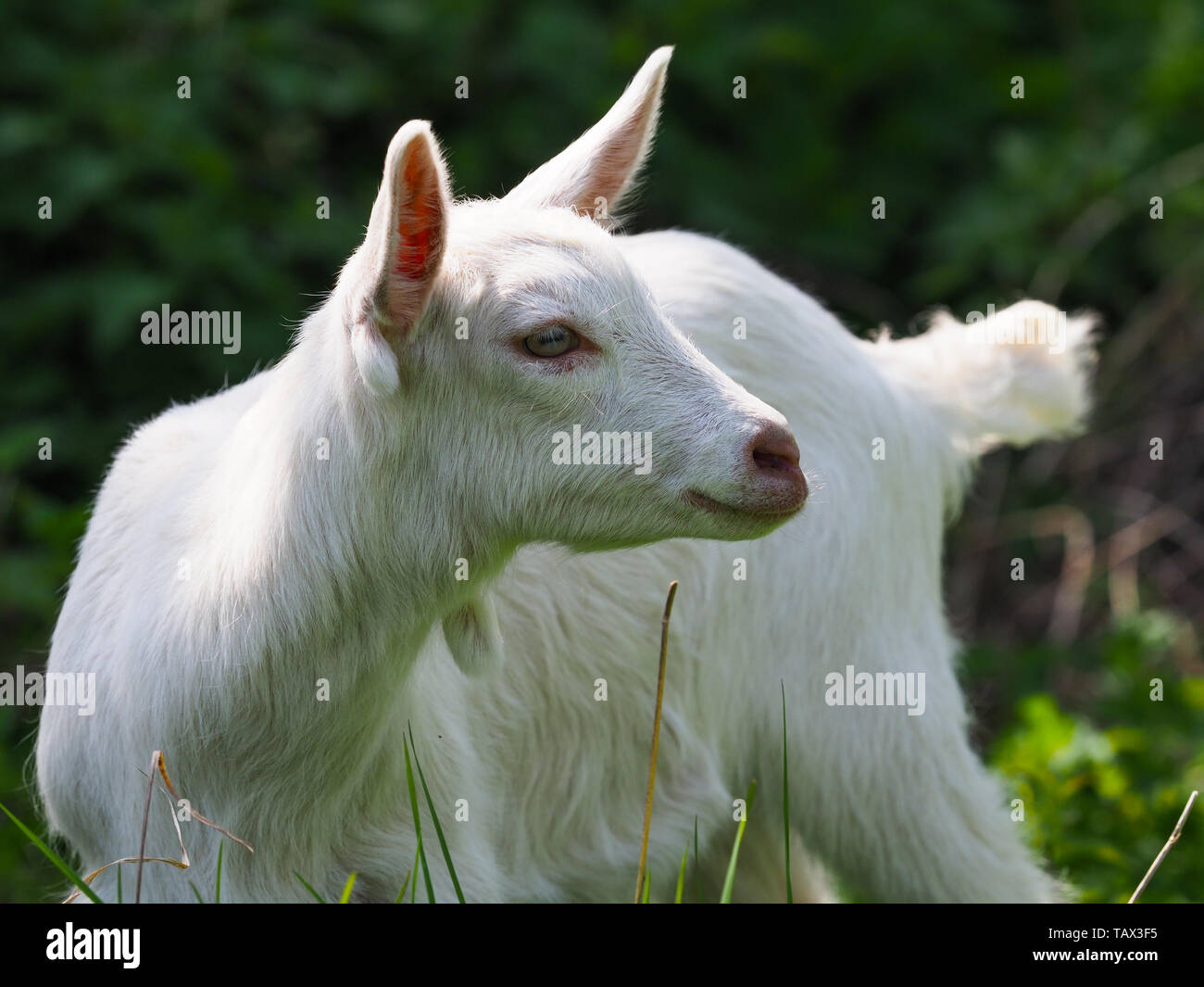 White saanen goat hi-res stock photography and images - Alamy