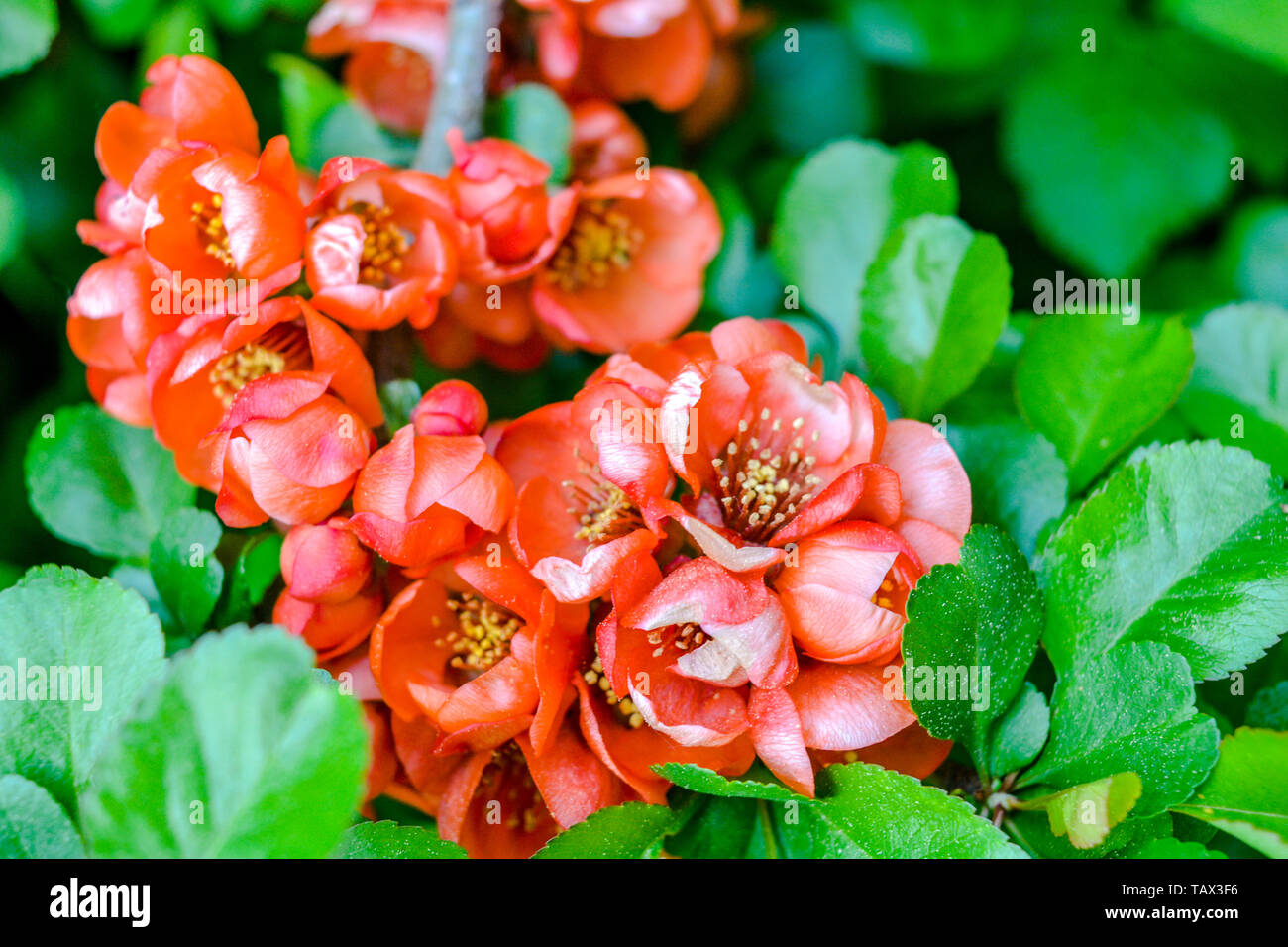 Close up of red flowers at the tip of a bush branch. Blooming bush with ...