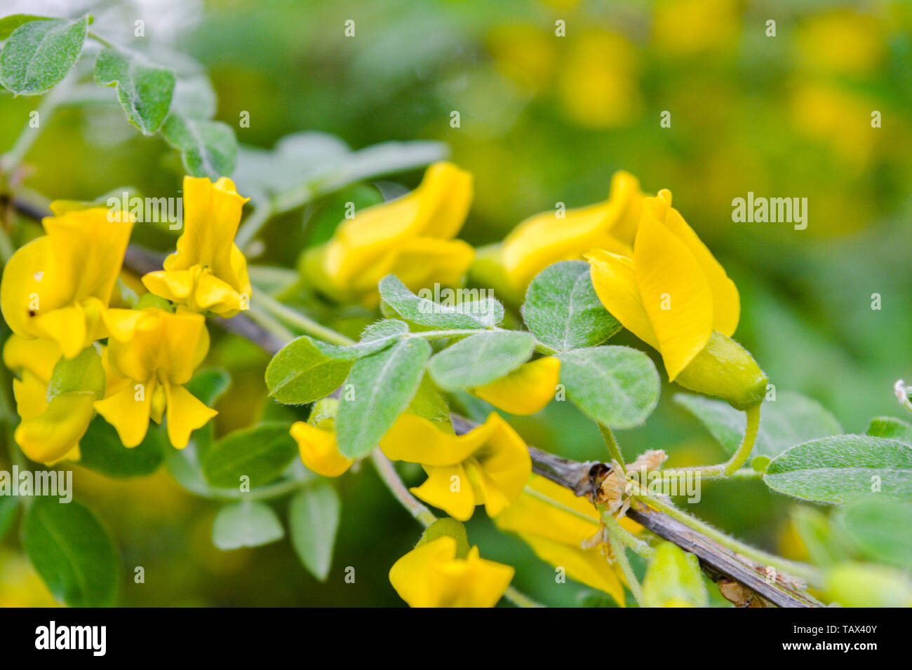 Flowers of yellow acacia shrub on shallow depth background. Close-up ...