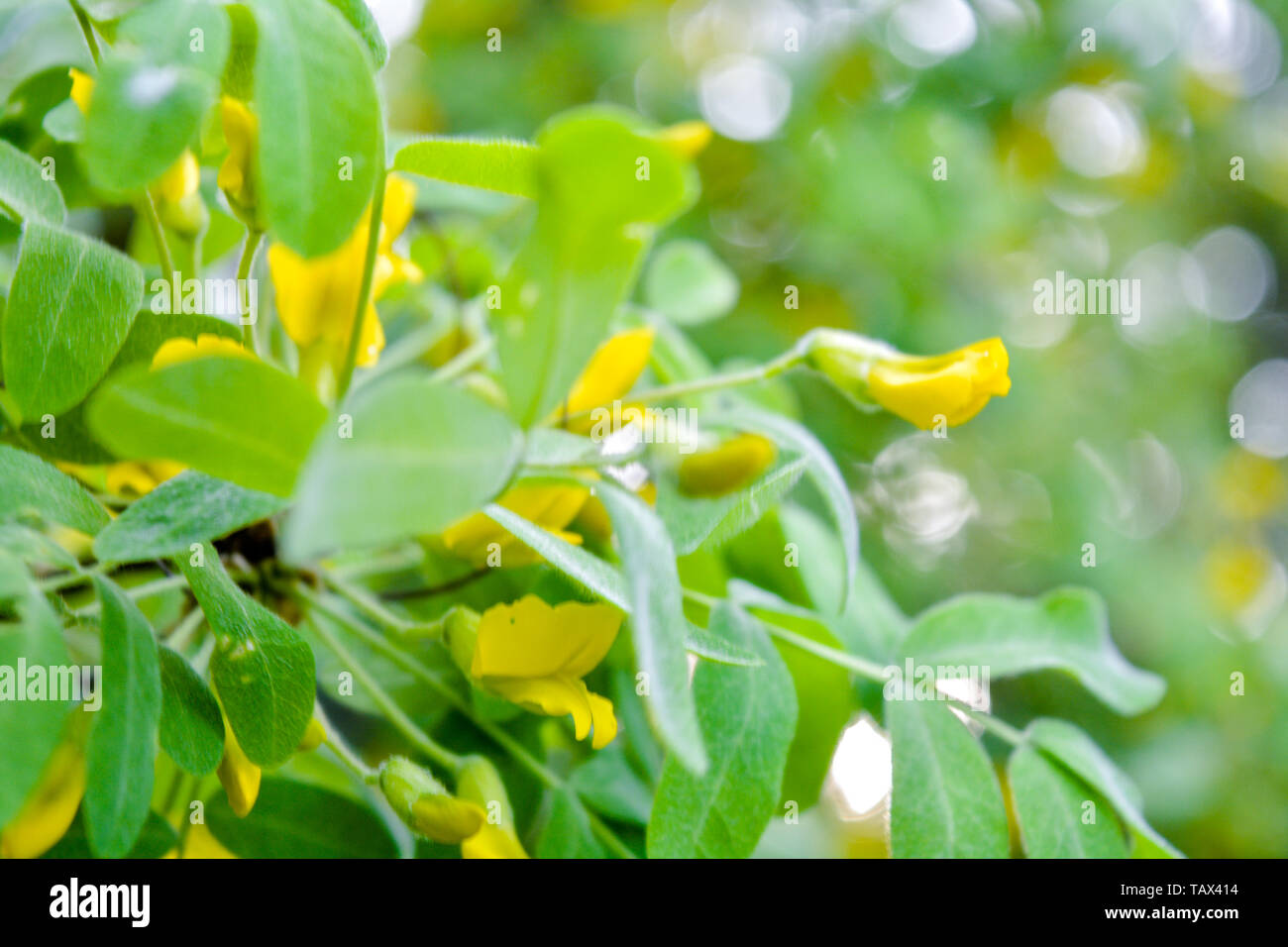 Karagan hi-res stock photography and images - Alamy