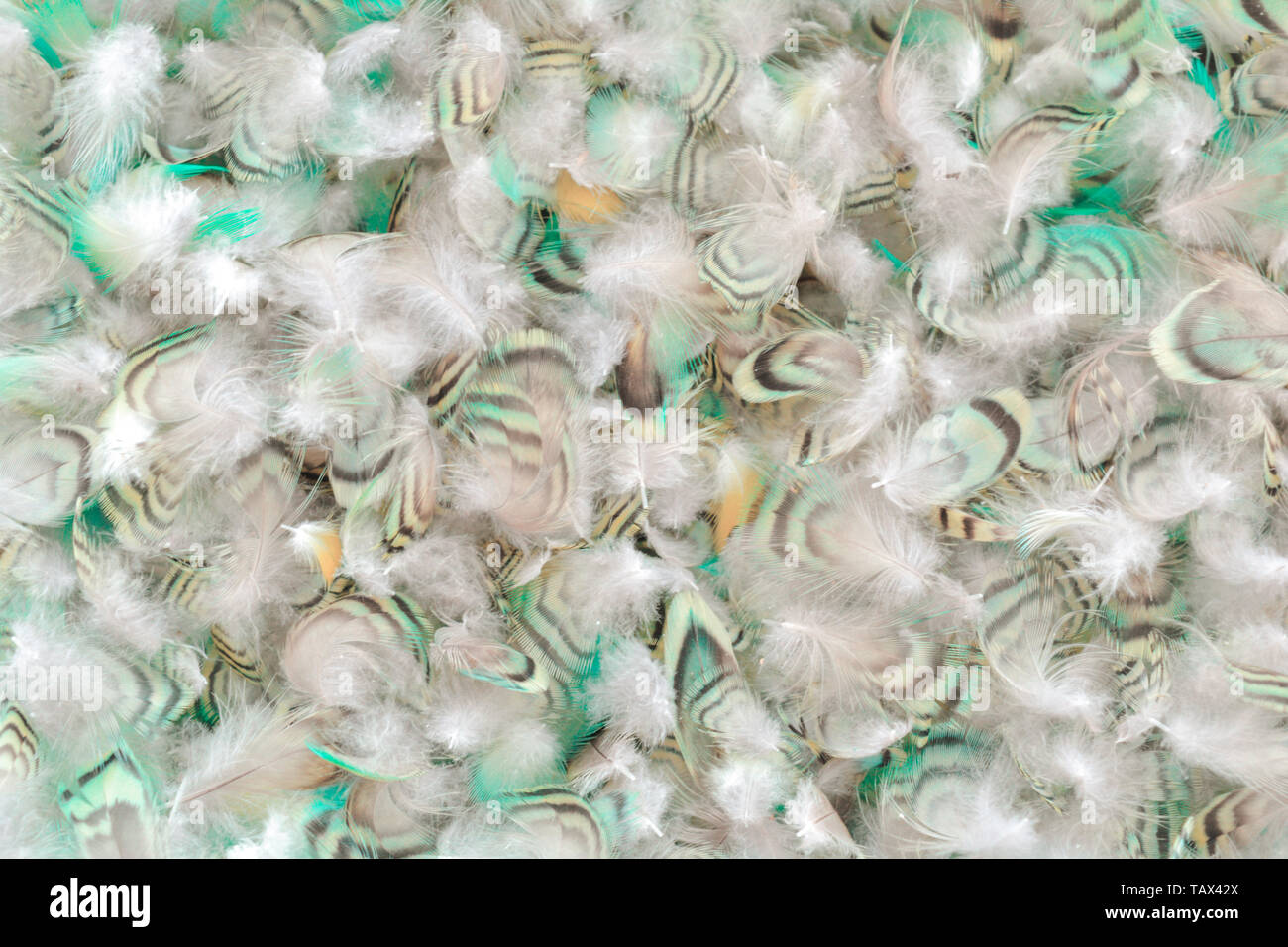 Colorful motley parrot feathers. Background of little feathers of bird ...