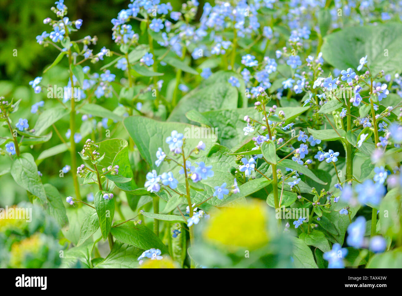 Blooming little blue meadow flowers in the garden. Spring flowers close ...