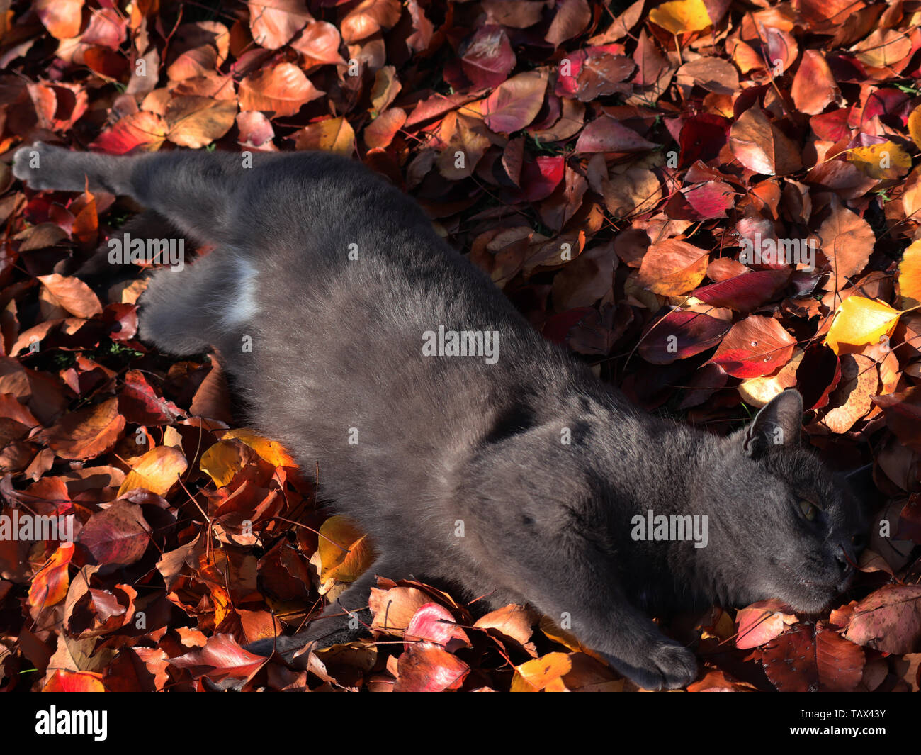 Purrfect cat hi-res stock photography and images - Alamy