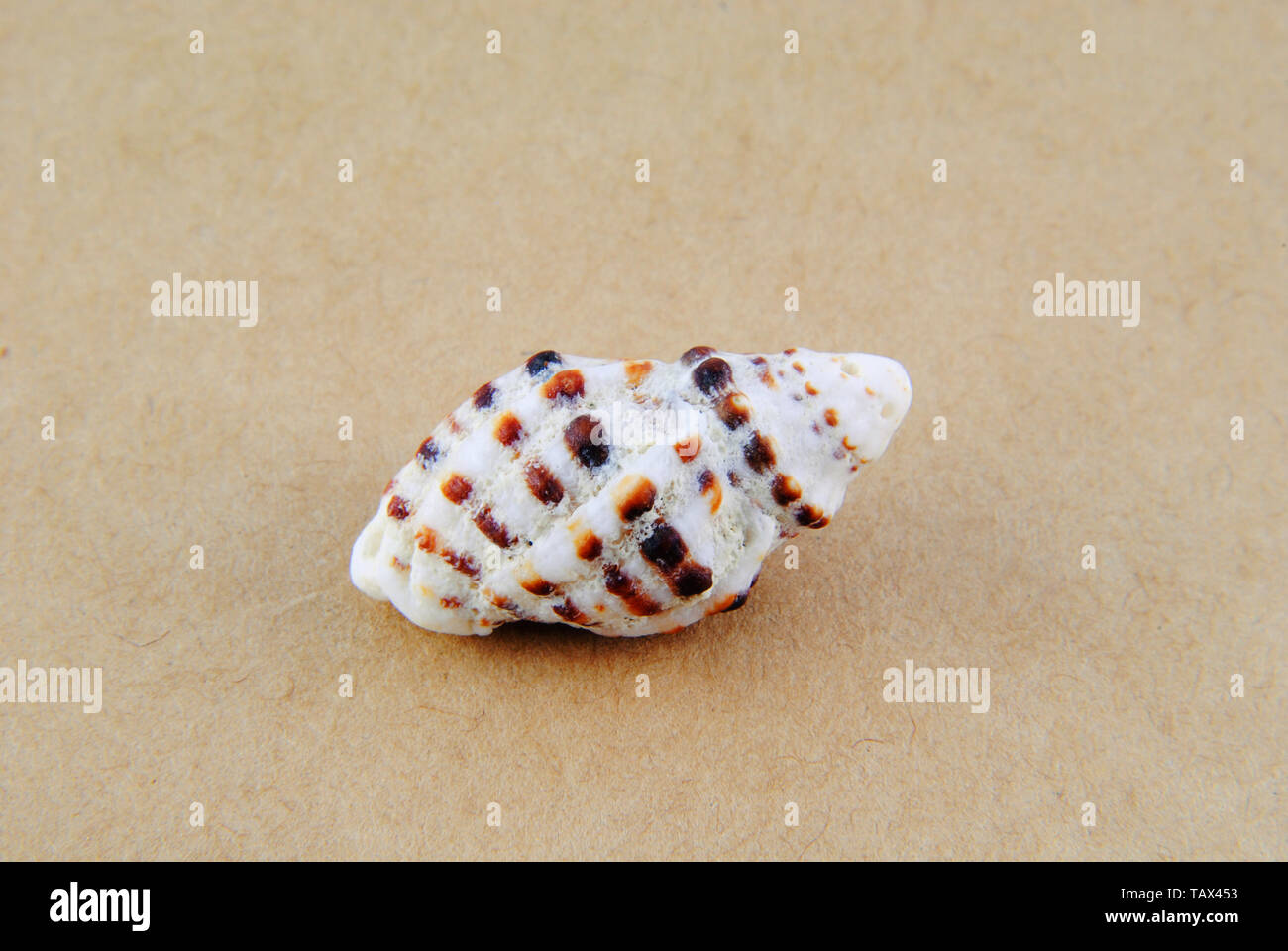 Natural seashell close up Stock Photo - Alamy