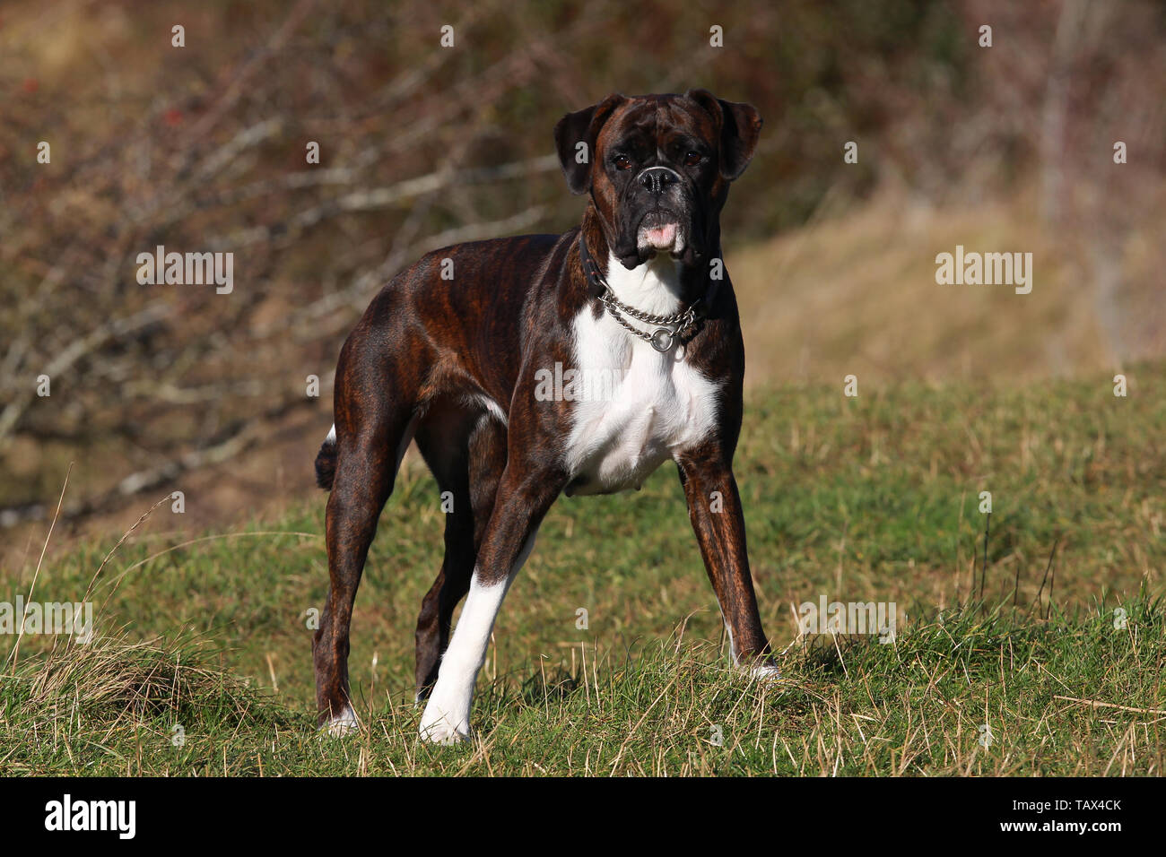 Boxer puppy frost hi-res stock photography and images - Alamy