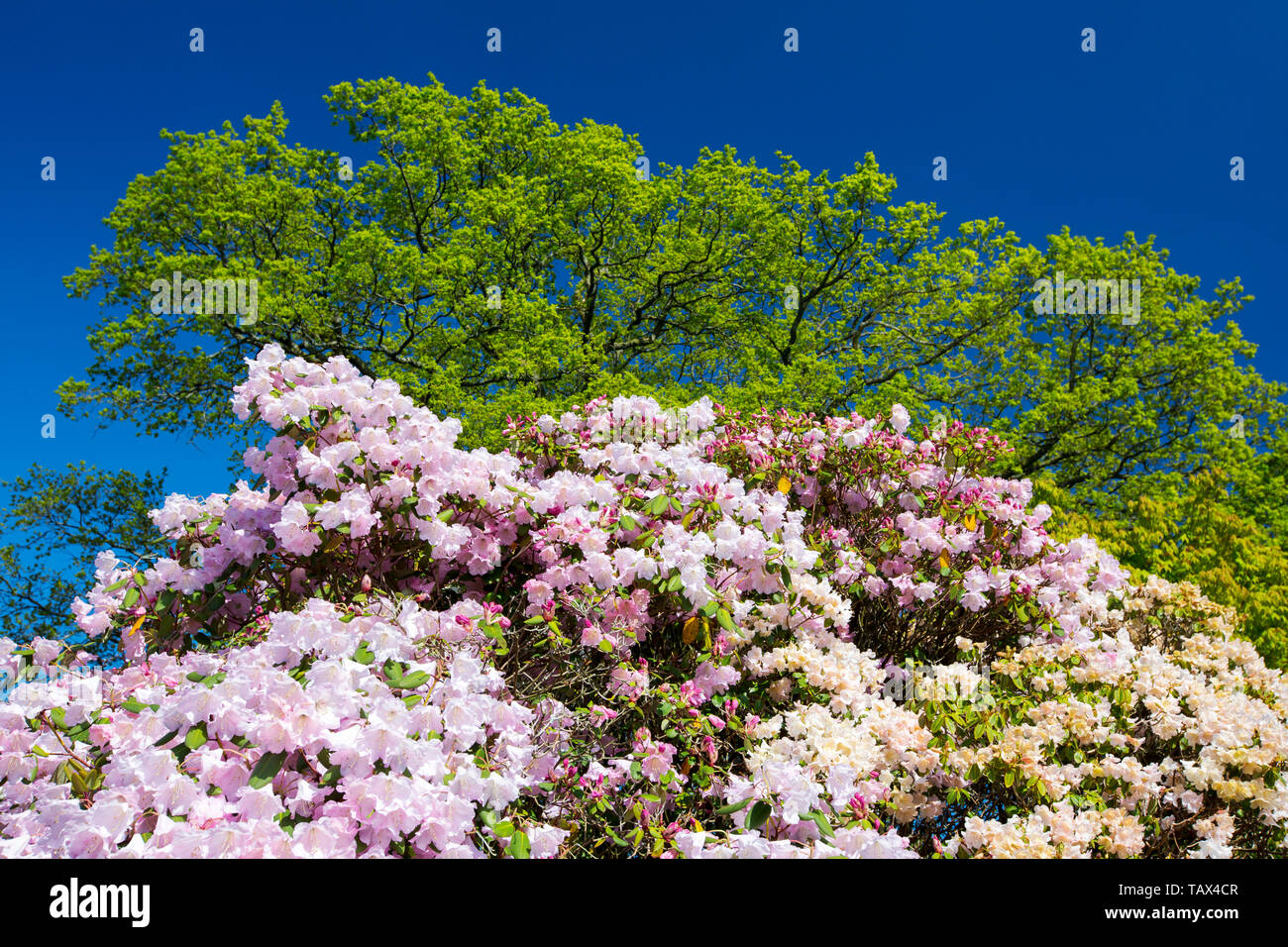 Holehird gardens in Windermere, Lake District, UK Stock Photo - Alamy