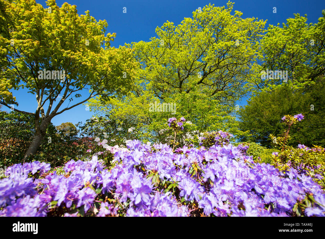 Holehird gardens in Windermere, Lake District, UK Stock Photo - Alamy