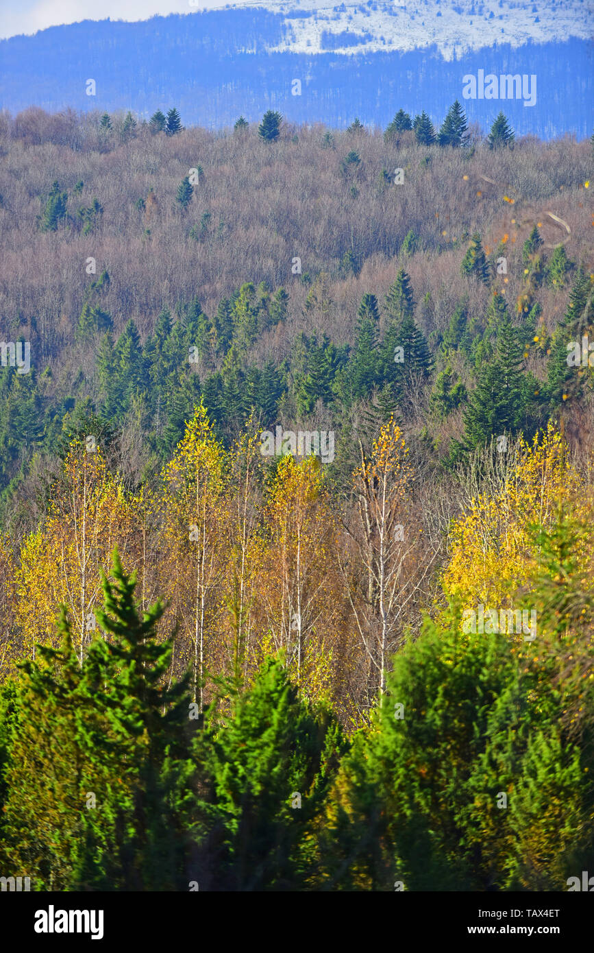 Mountain forest landscape on a clear day. Natural landscape concept ...