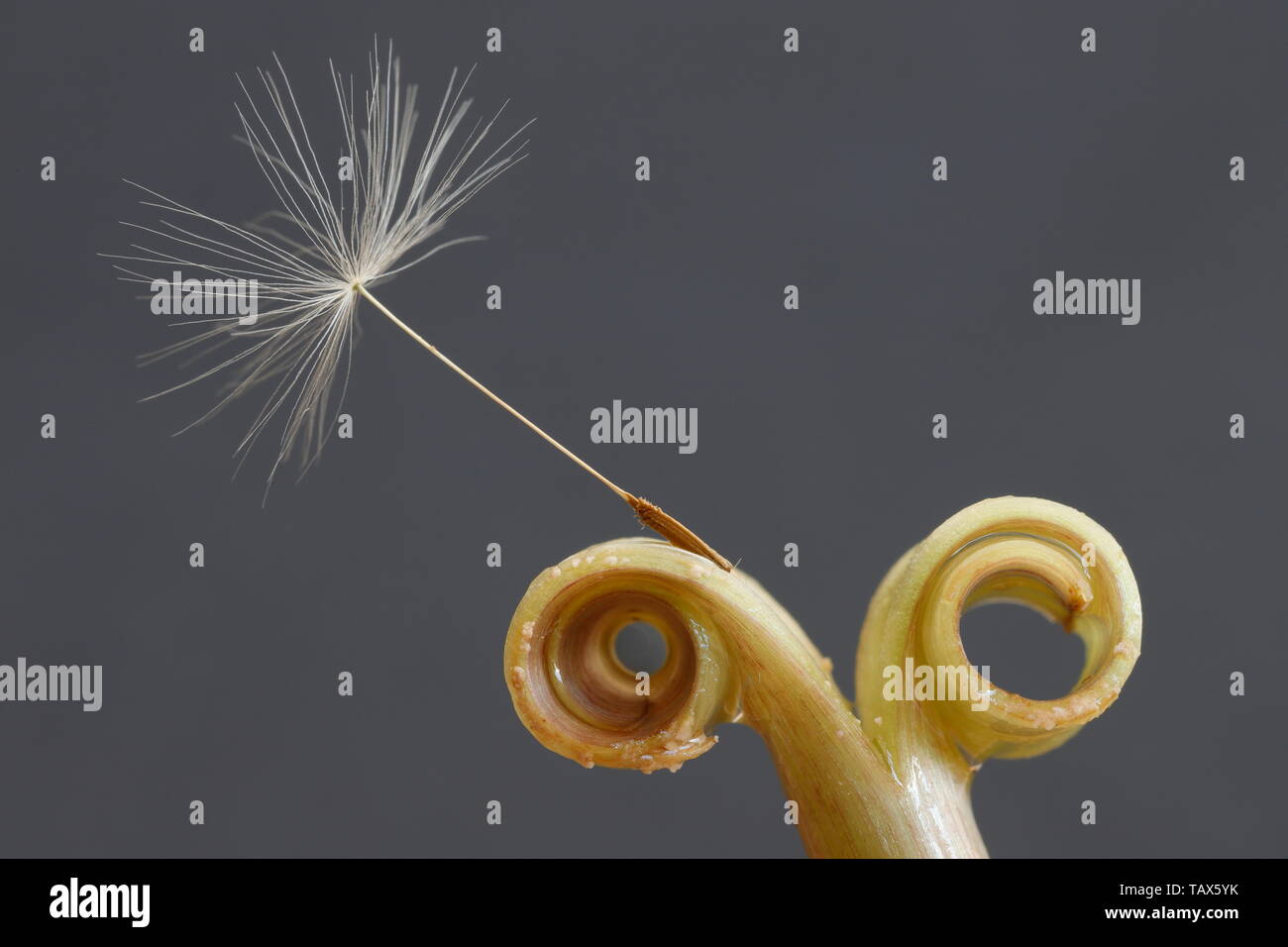 Dandelion cocktail VII one seed on stalk Stock Photo - Alamy