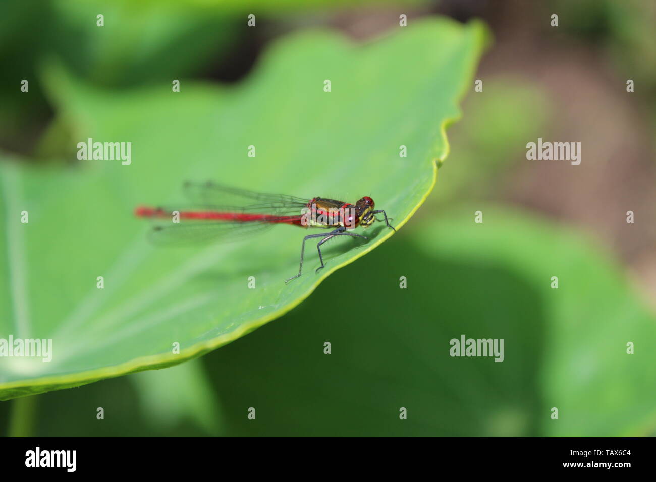 English insects hi-res stock photography and images - Alamy