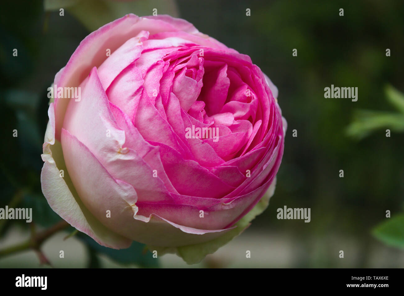 Rosa Pierre de Ronsard Stock Photo - Alamy