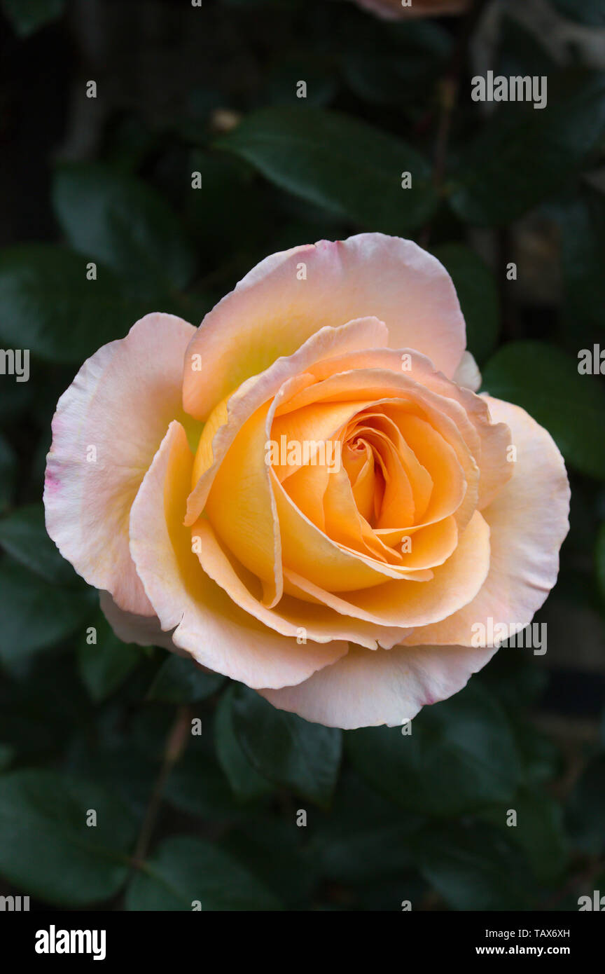 Paco rabanne hi-res stock photography and images - Alamy