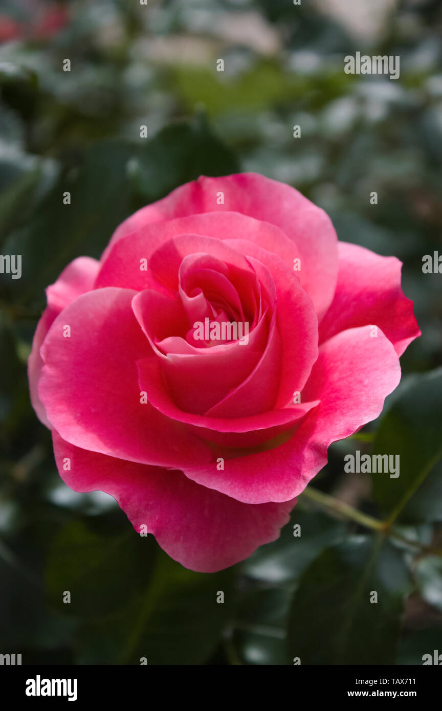 Delbard High Resolution Stock Photography and Images - Alamy