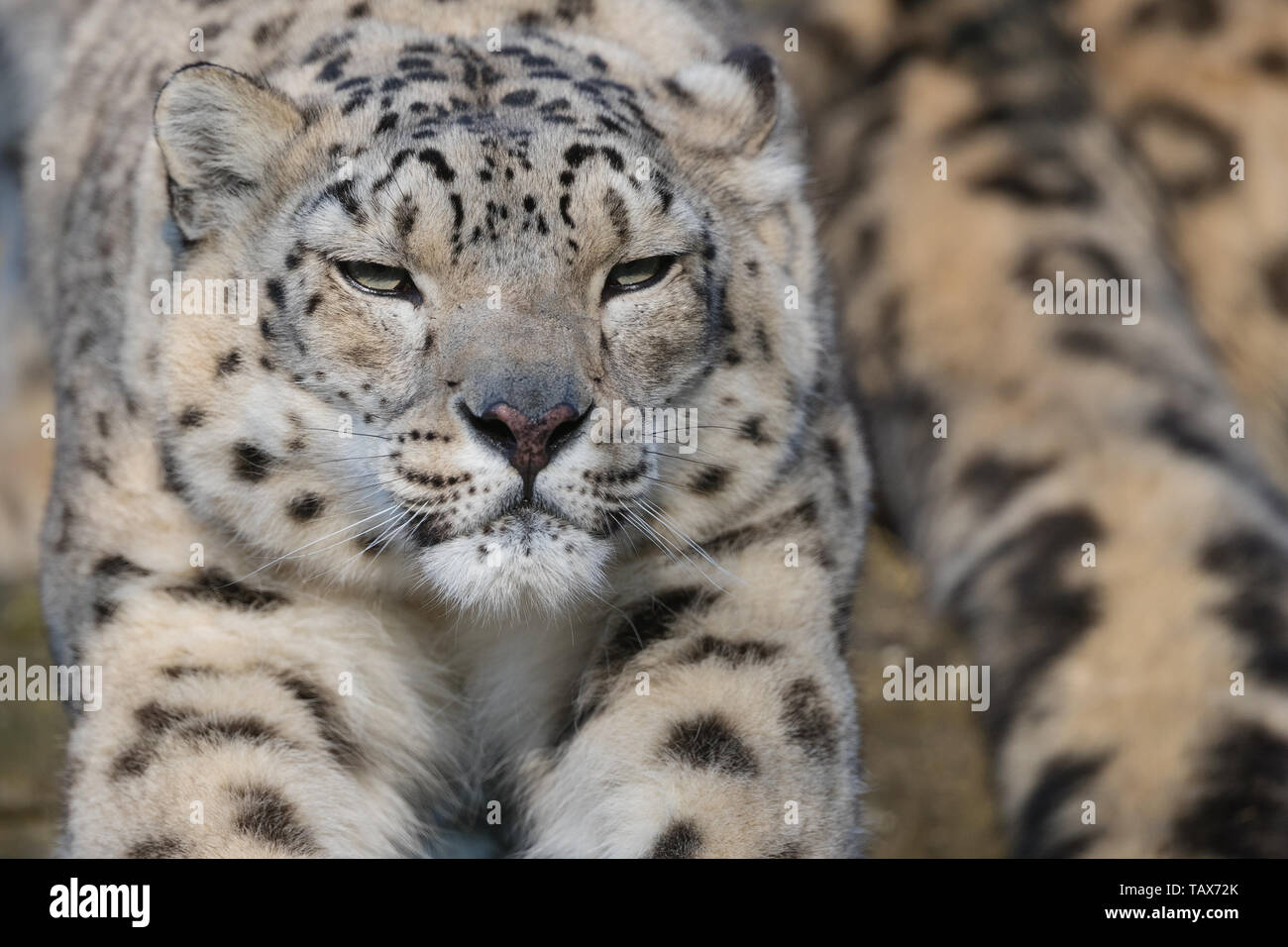 Snow Leopard stretching next to partner Stock Photo - Alamy