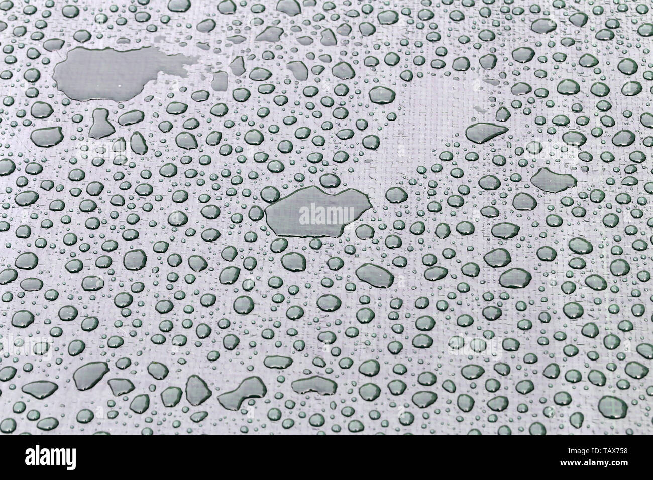 Large drops of water on the plastic film after the rain Stock Photo - Alamy