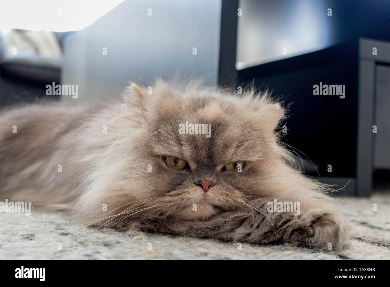 Animal sweet cat hi-res stock photography and images - Alamy