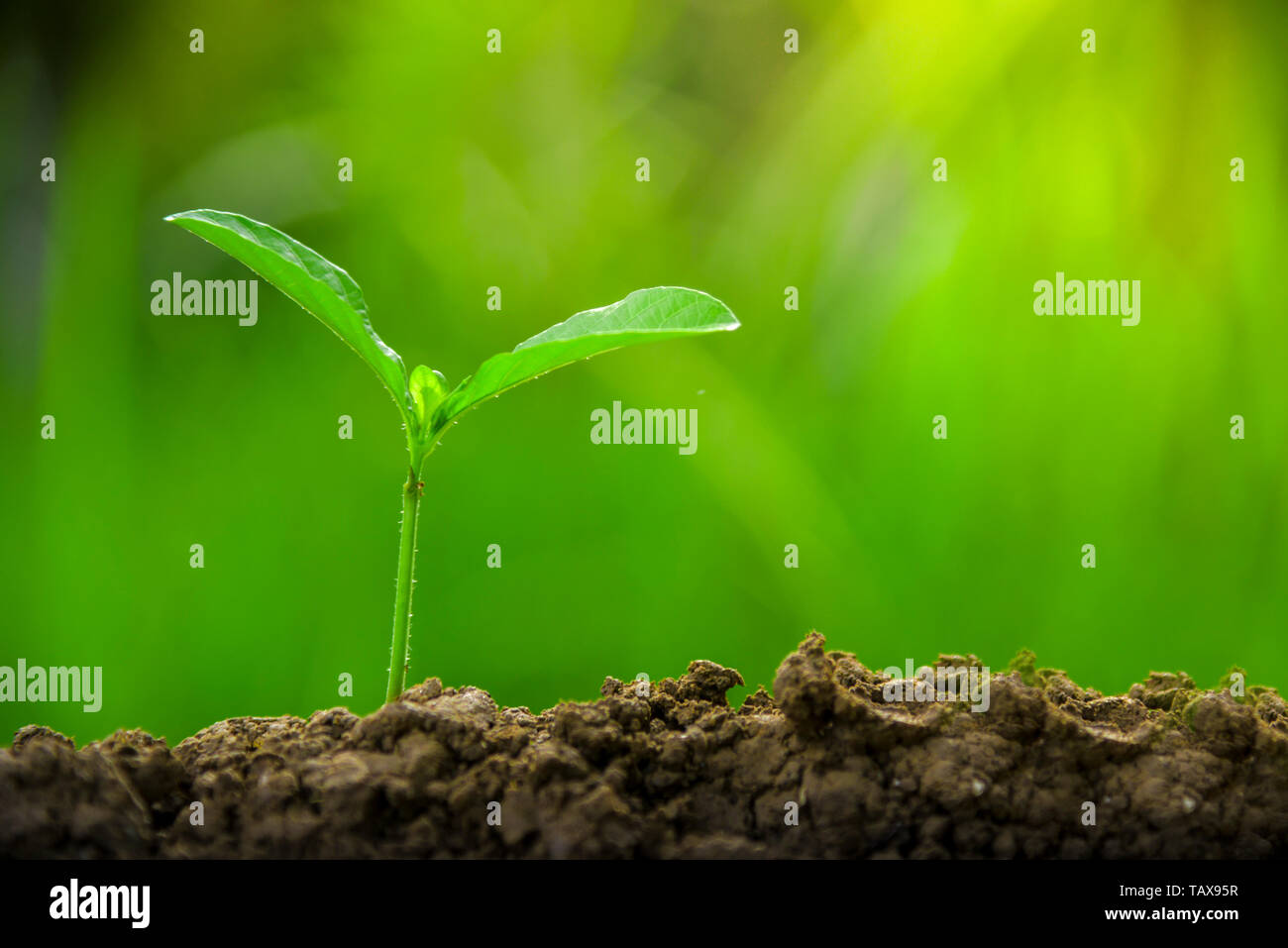 Planting trees, loving the environment and protecting nature Nourishing ...