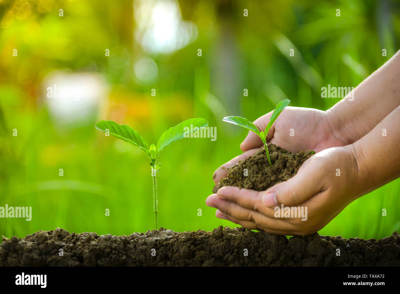 Planting trees, loving the environment and protecting nature Nourishing ...