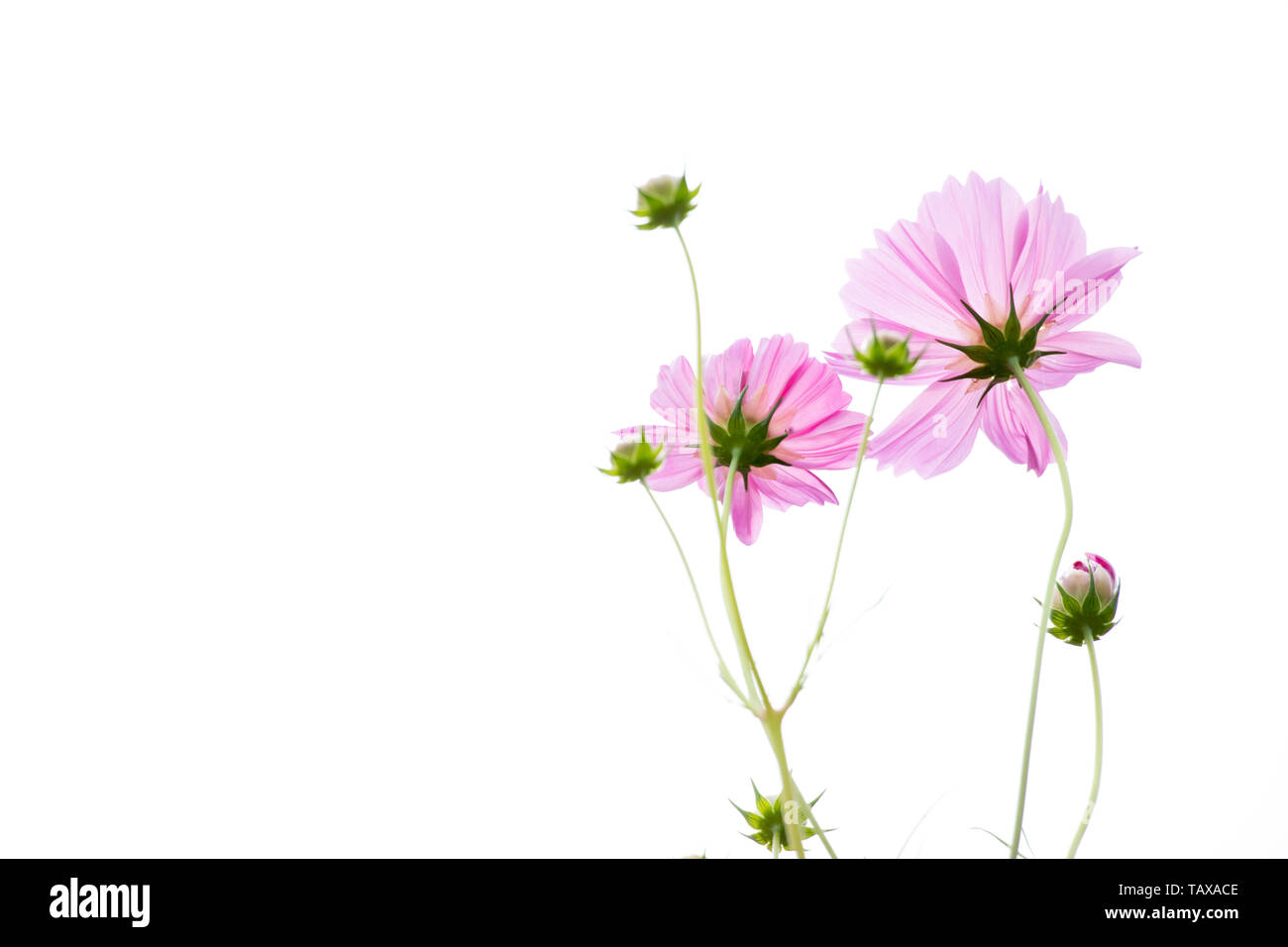 Colorful cosmos flower field Cut Out Stock Images & Pictures - Alamy