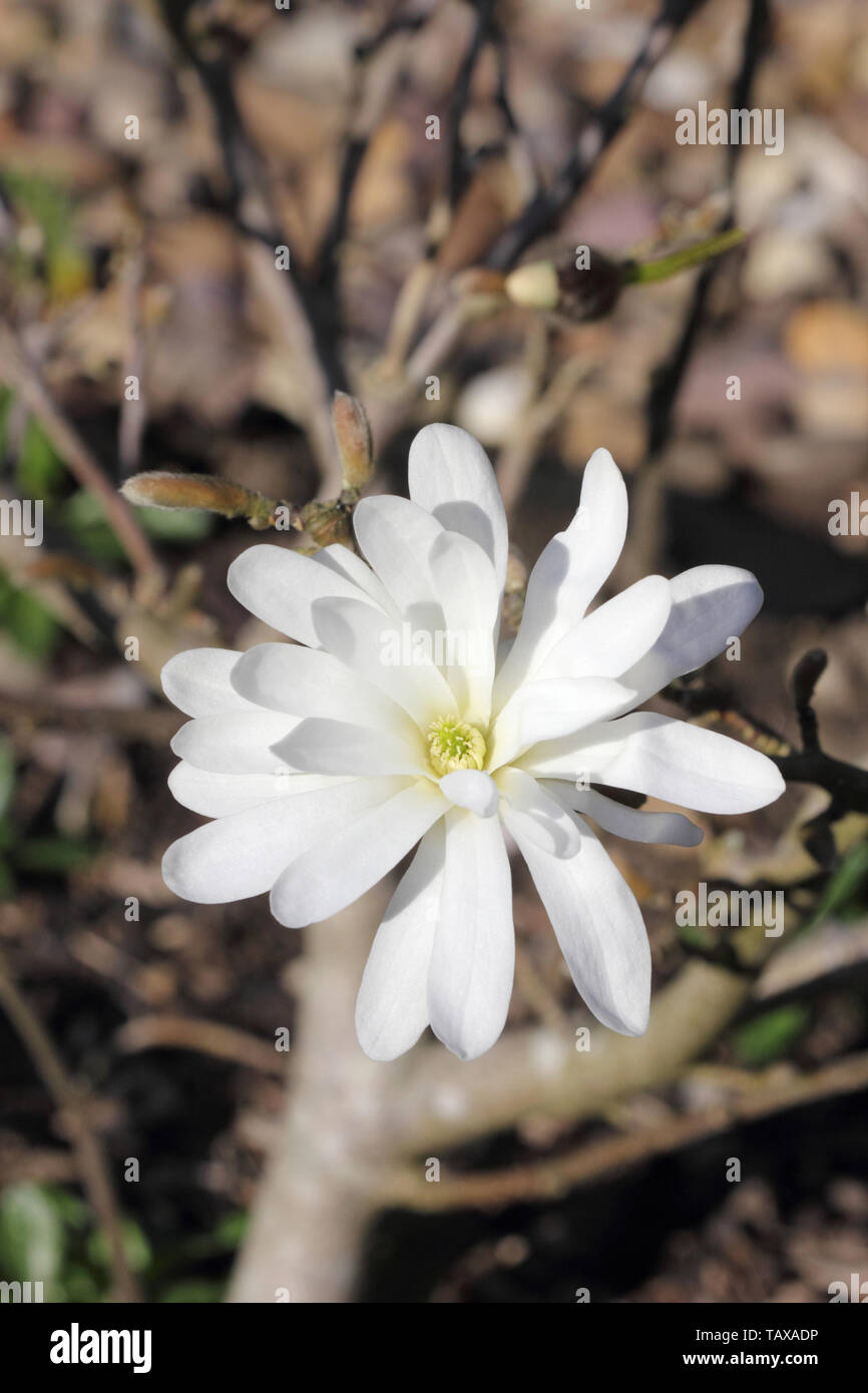 Flower of star magnolia magnolia stellata hi-res stock photography and ...