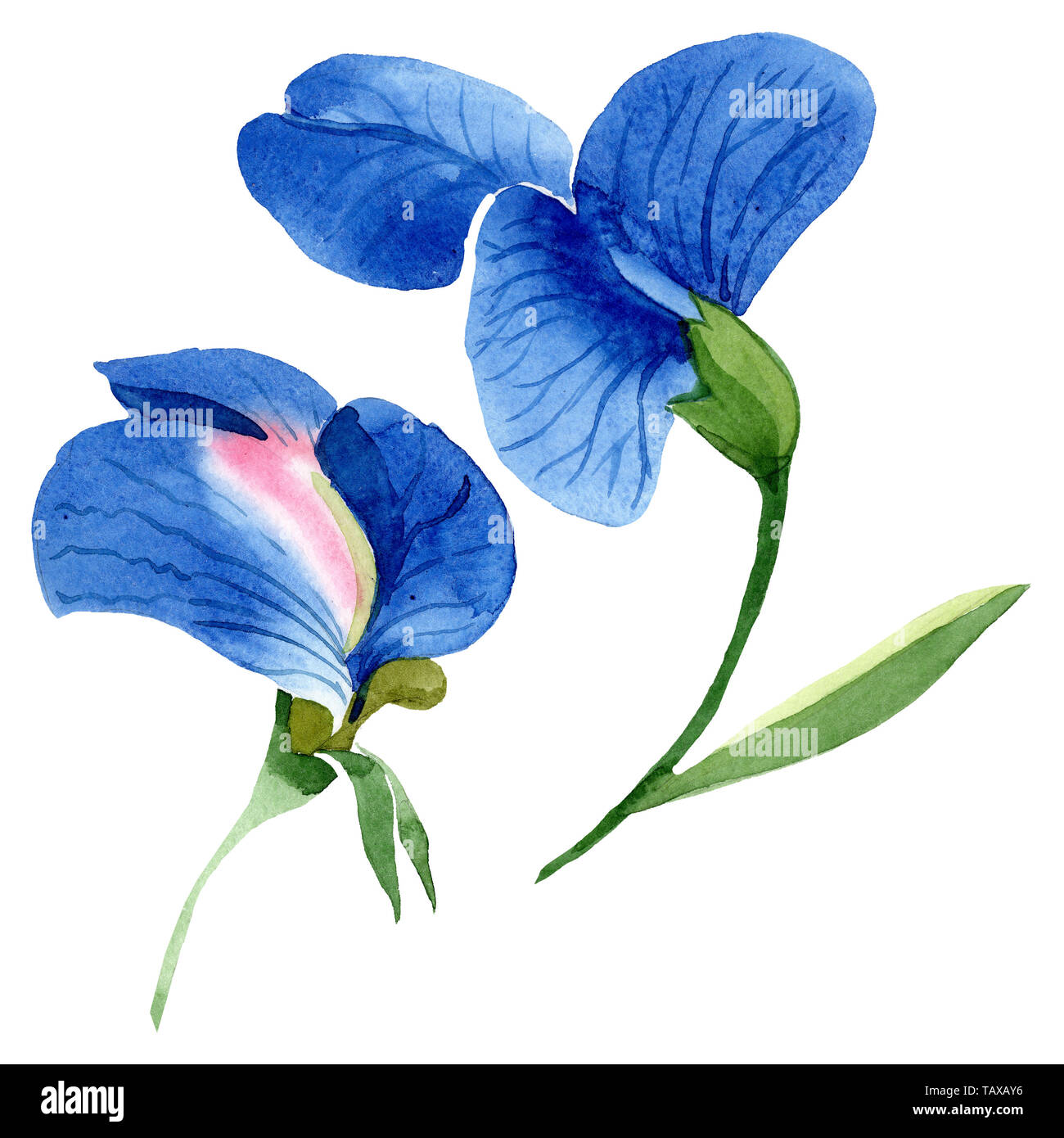 Wild Sweet Pea Drawing