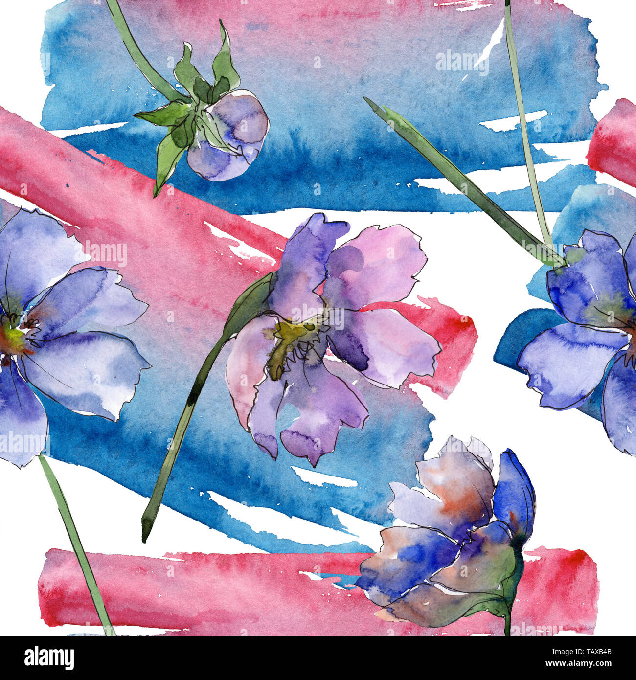 Violet cosmos flower floral botanical flower. Wild spring leaf ...