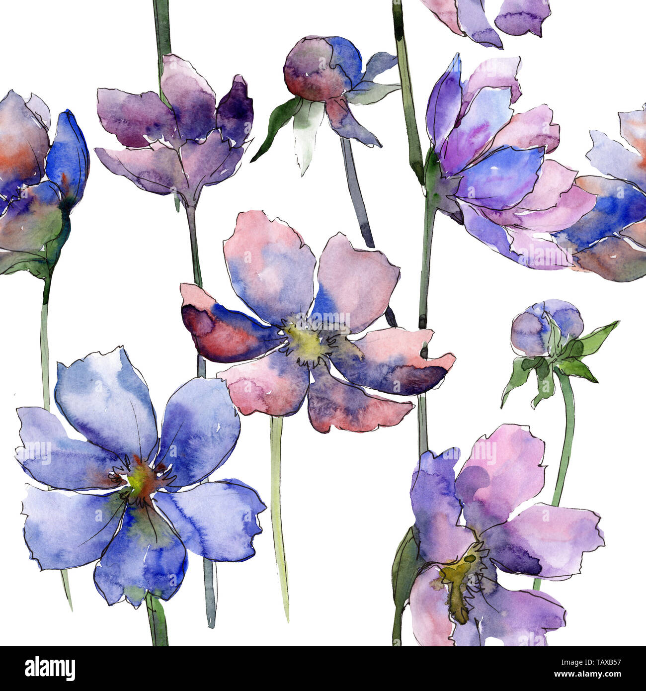 Violet cosmos flower floral botanical flower. Wild spring leaf ...
